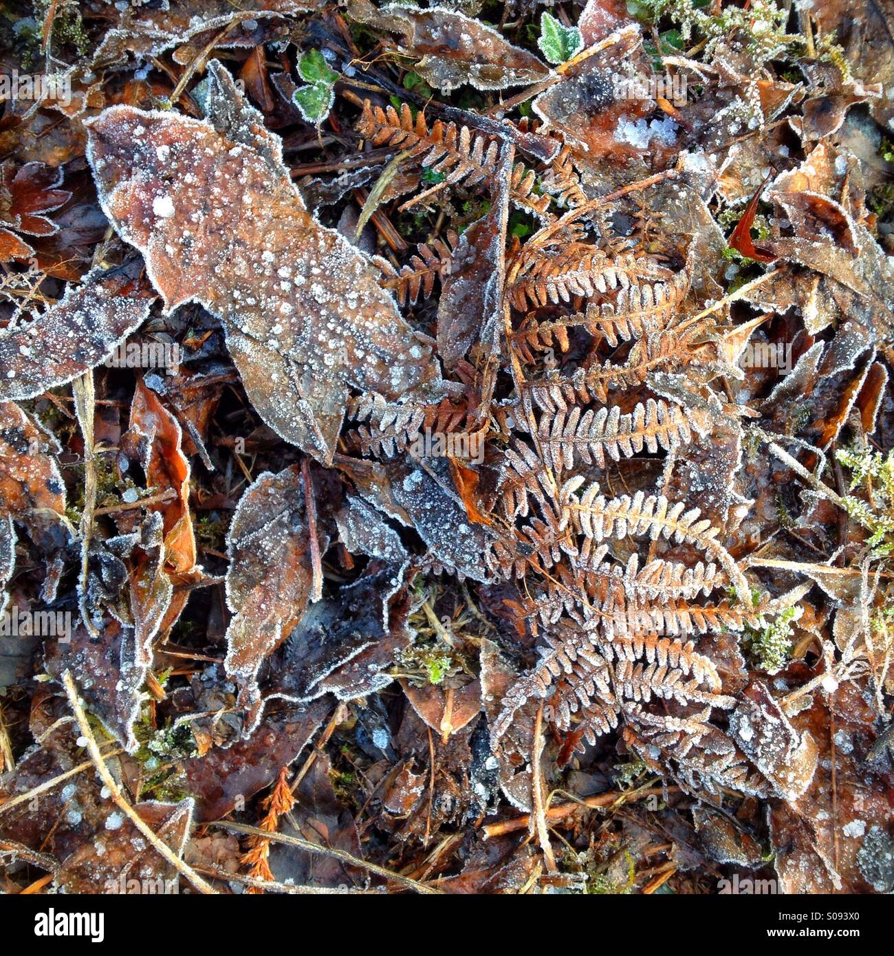 Decayed Leaves High Resolution Stock Photography and Images - Alamy