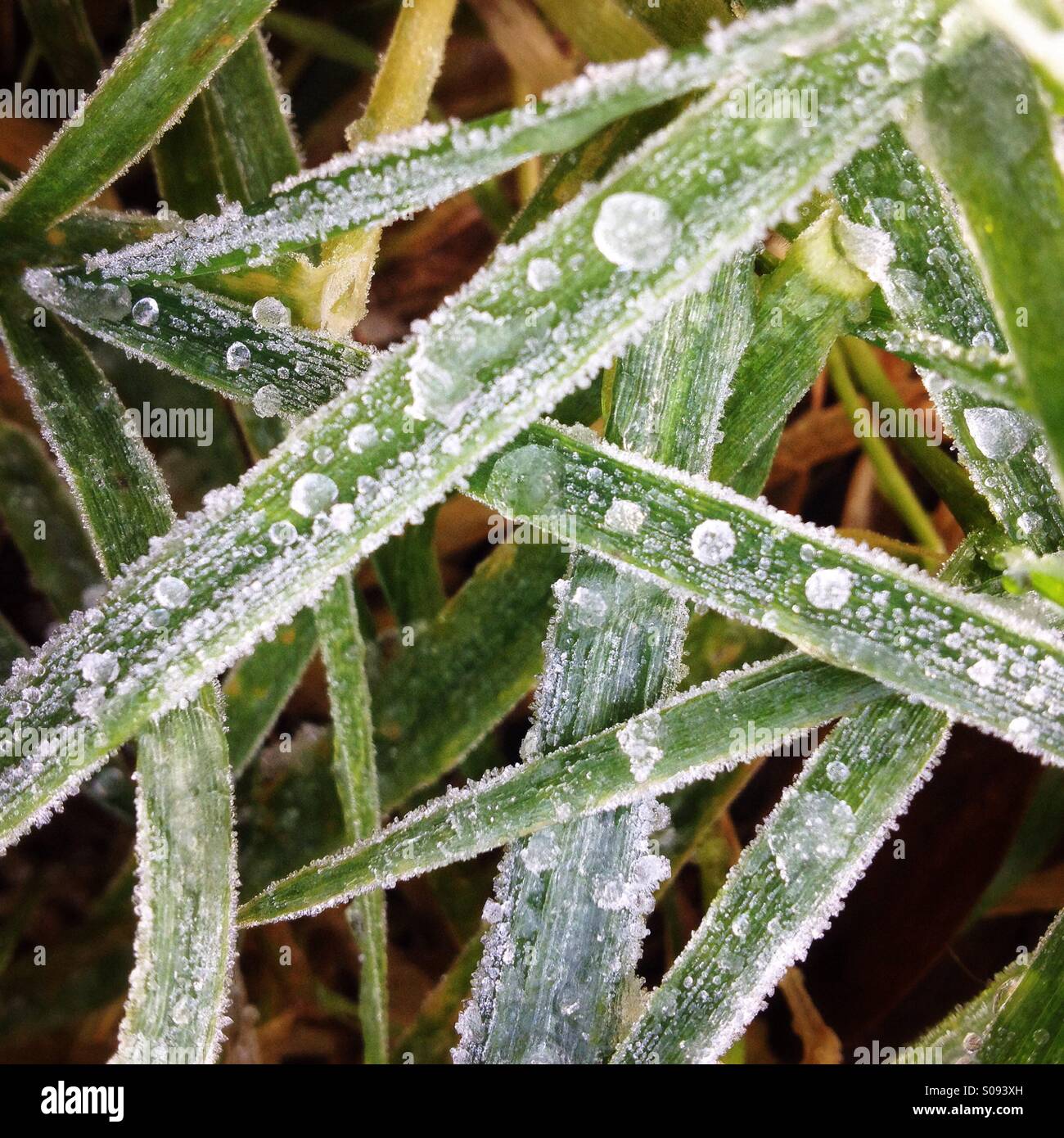 Grass hi-res stock photography and images - Alamy