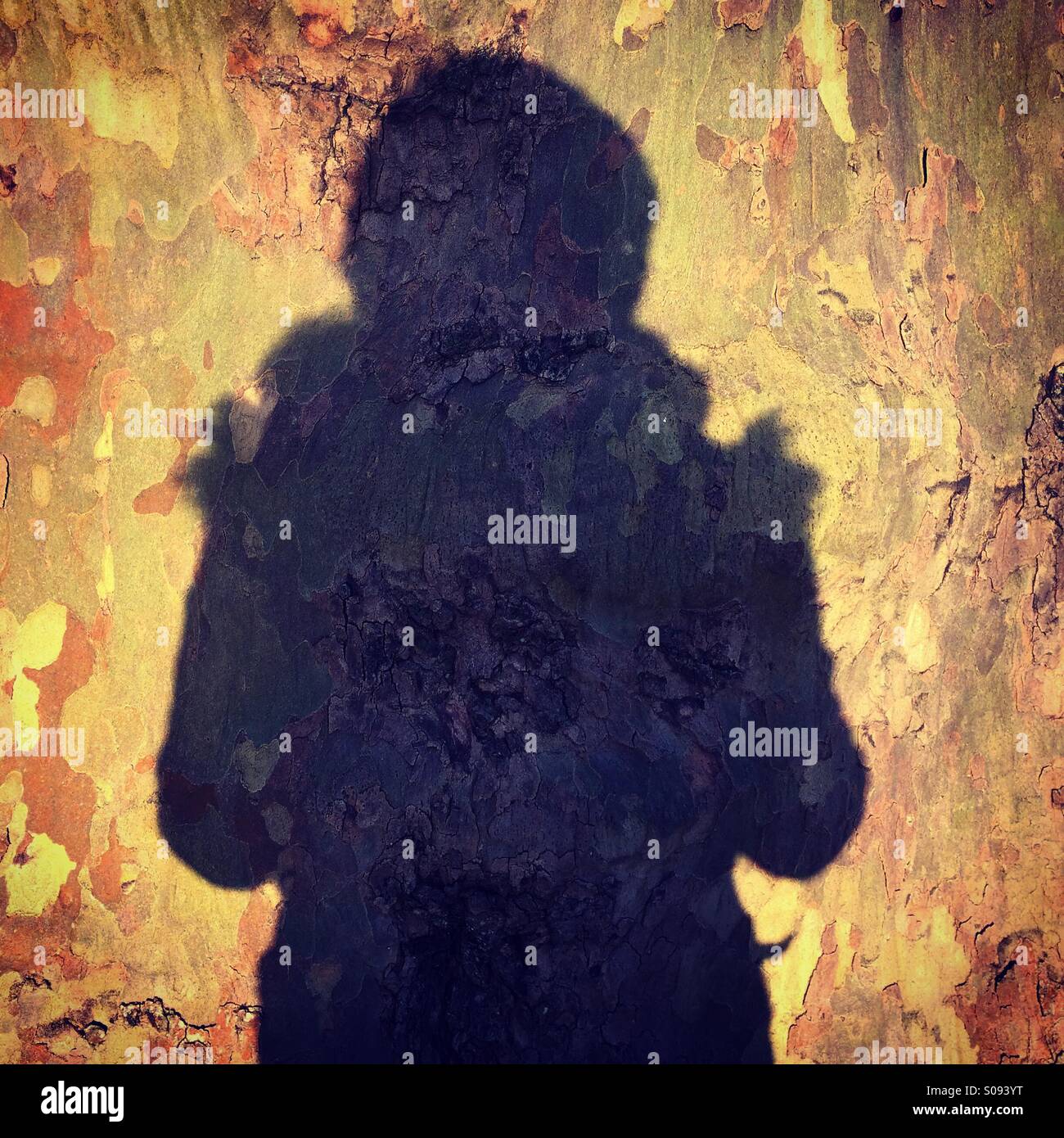 Tree Cast Shadow High Resolution Stock Photography and Images - Alamy