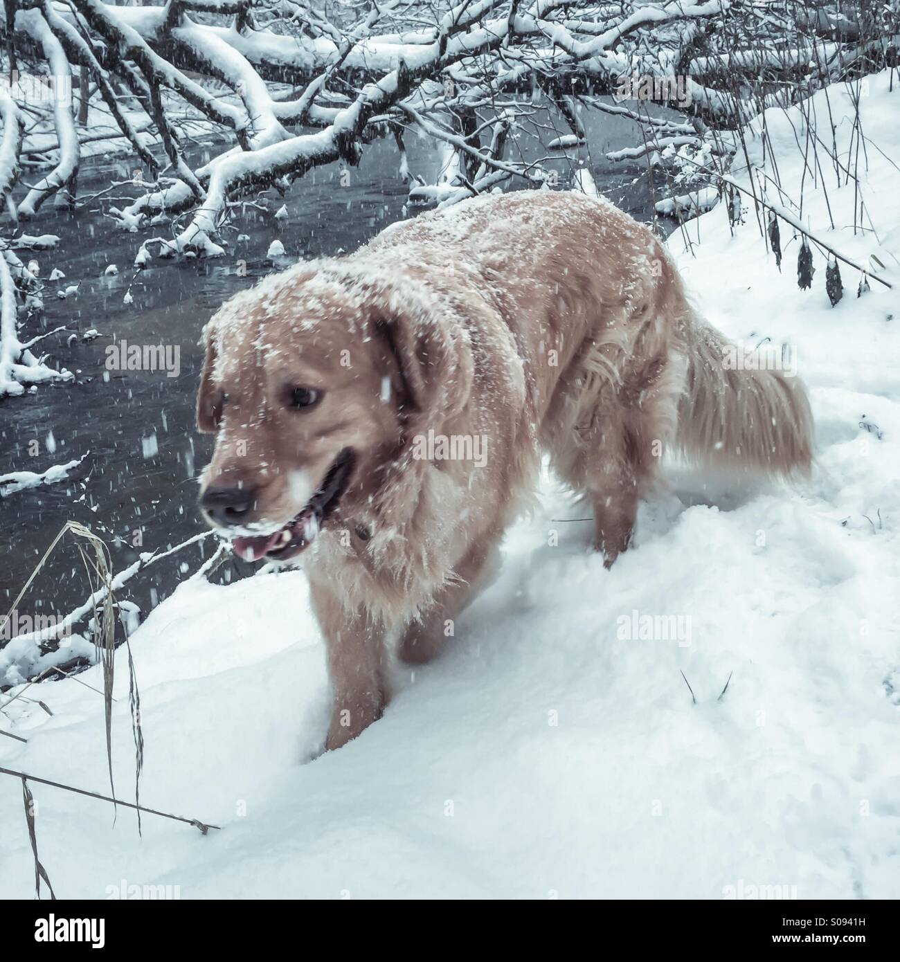 Golden retriver hi-res stock photography and images - Alamy