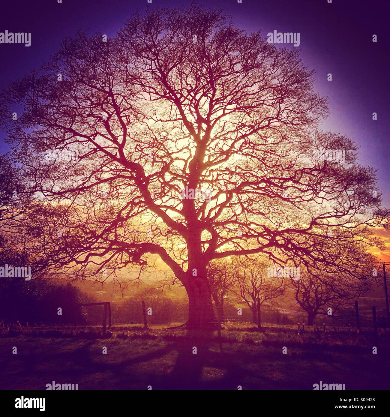 Beech tree, England, UK Stock Photo - Alamy