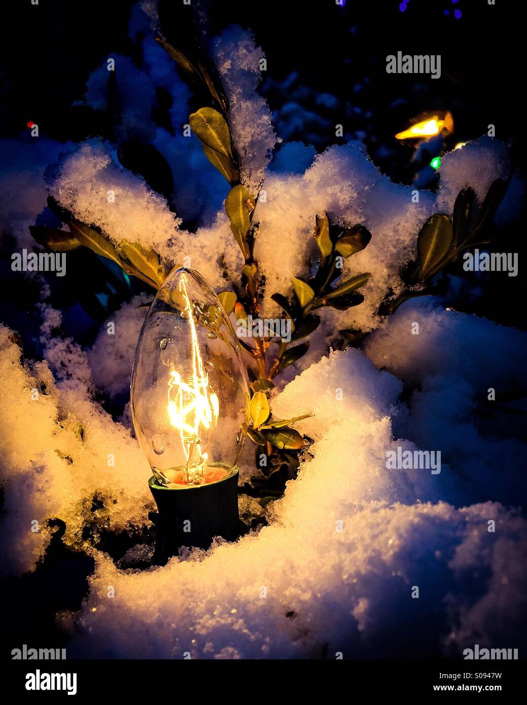 Shrub lit at night hi-res stock photography and images - Alamy