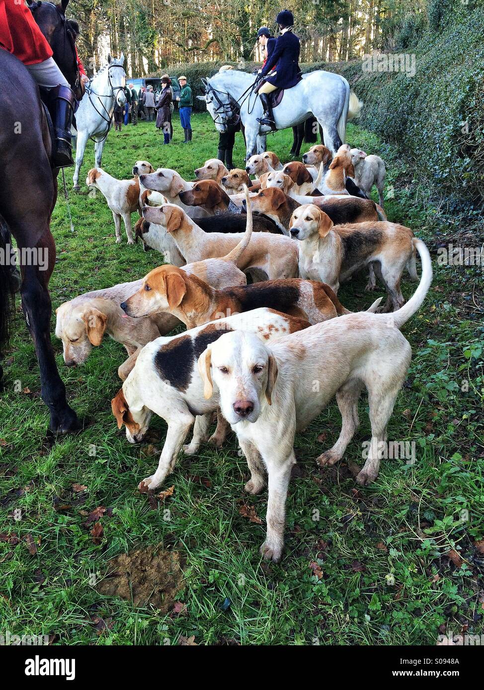 Foxhunting hi-res stock photography and images - Alamy