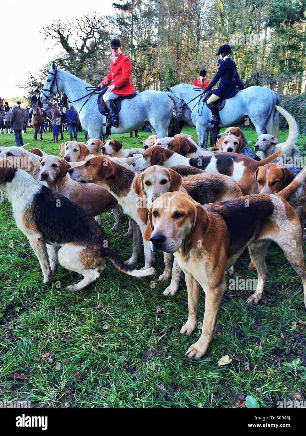 Foxhunting hi-res stock photography and images - Alamy