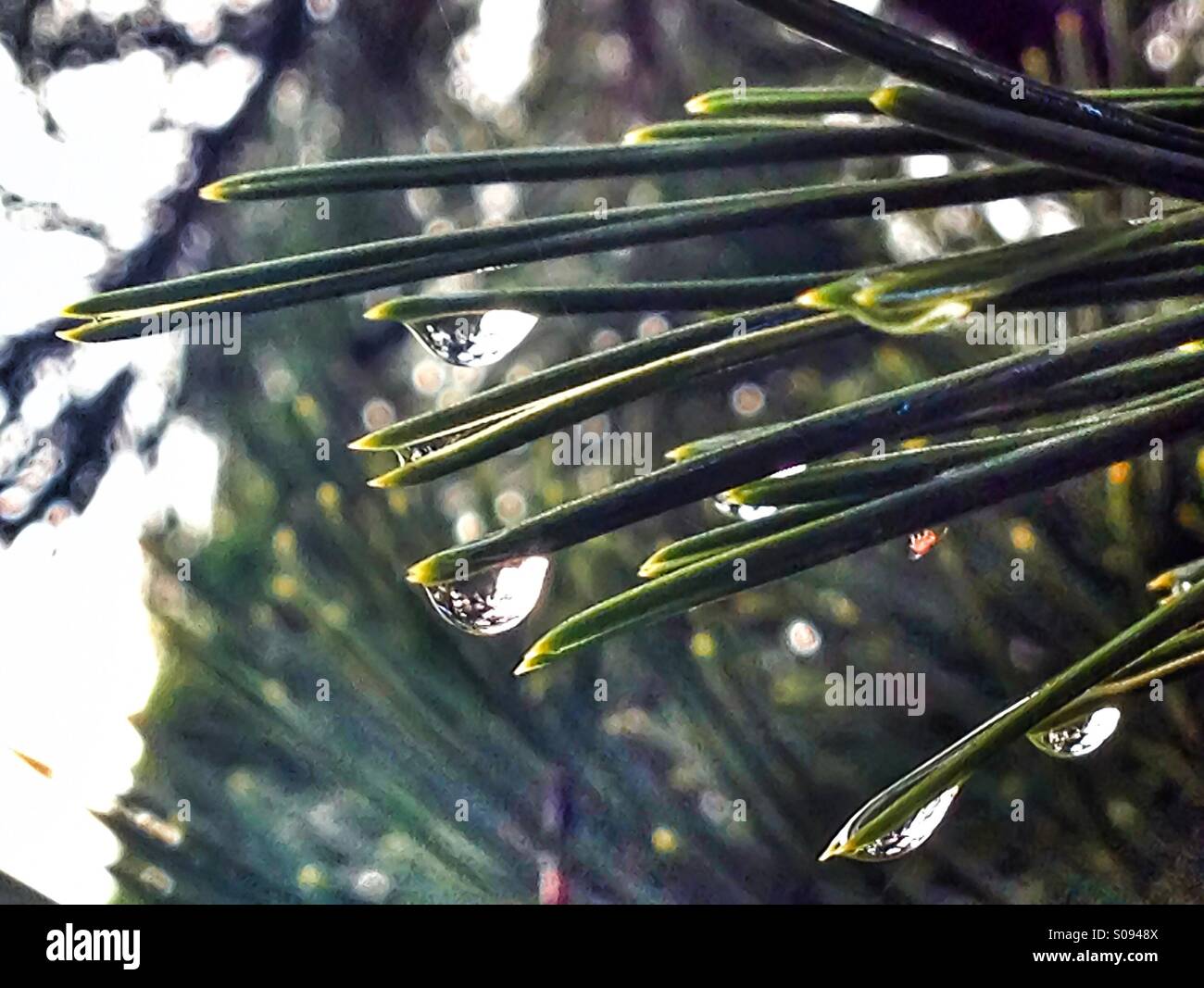 Raindrops on needles hi-res stock photography and images - Alamy