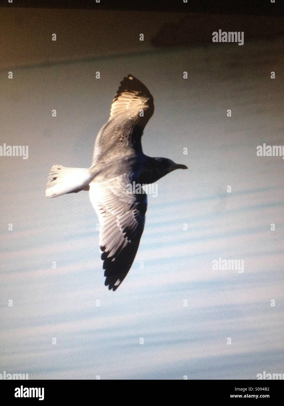 Bird flying colors hi-res stock photography and images - Alamy