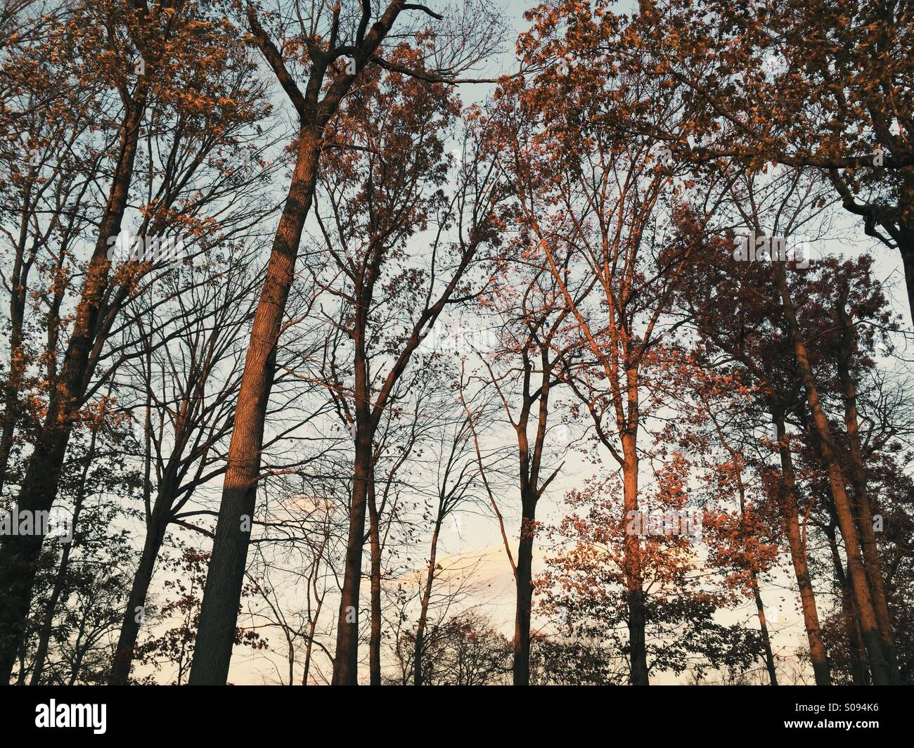 Transitioning trees hi-res stock photography and images - Alamy