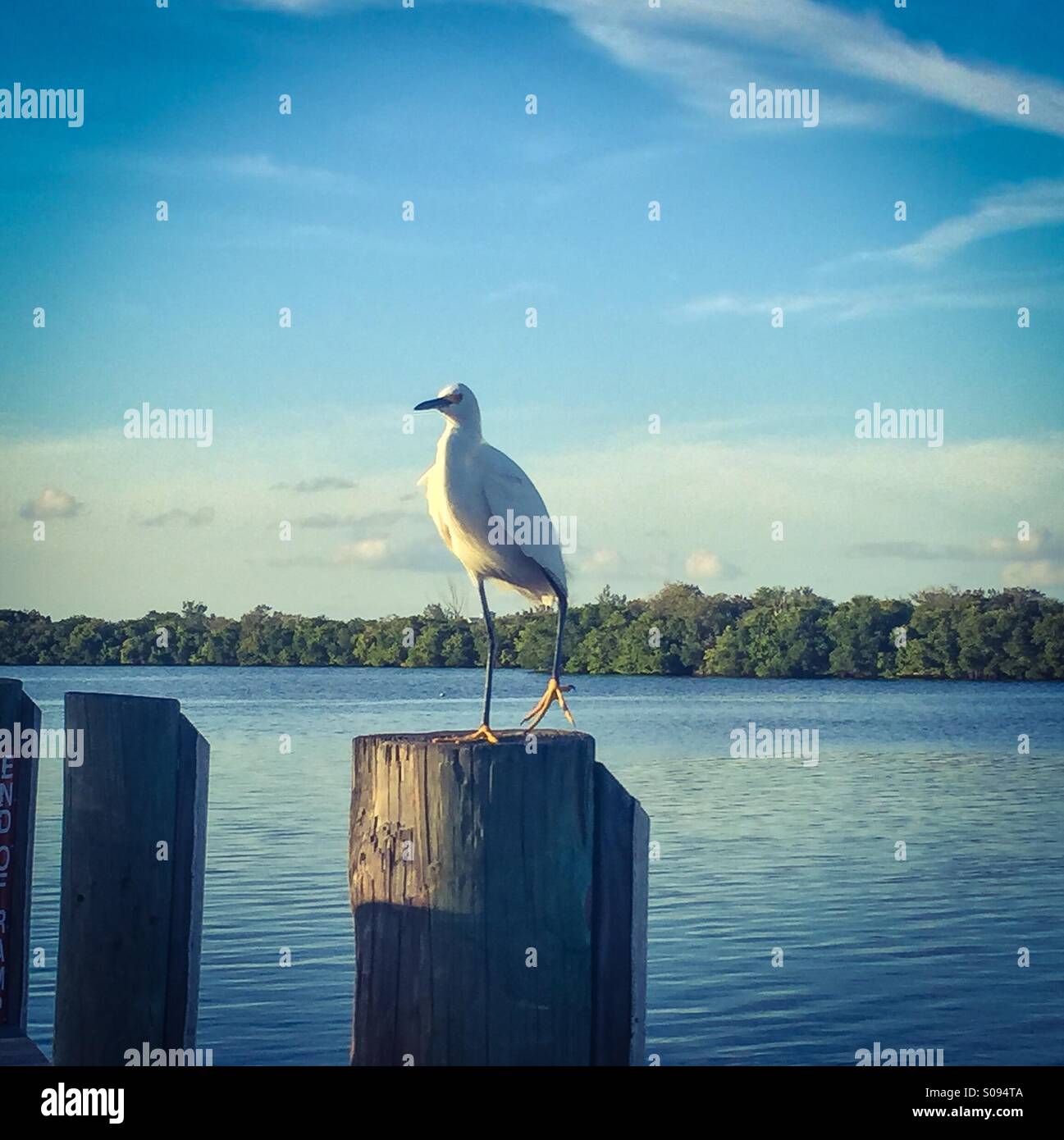 Bird on loading dock hi-res stock photography and images - Alamy