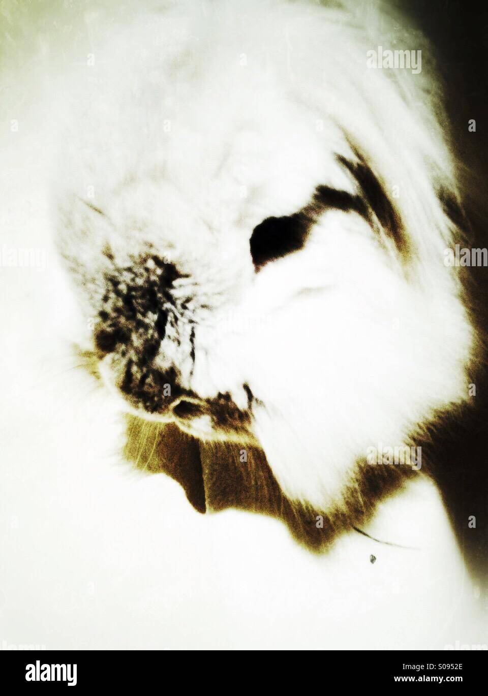 Soft pet house hi-res stock photography and images - Alamy