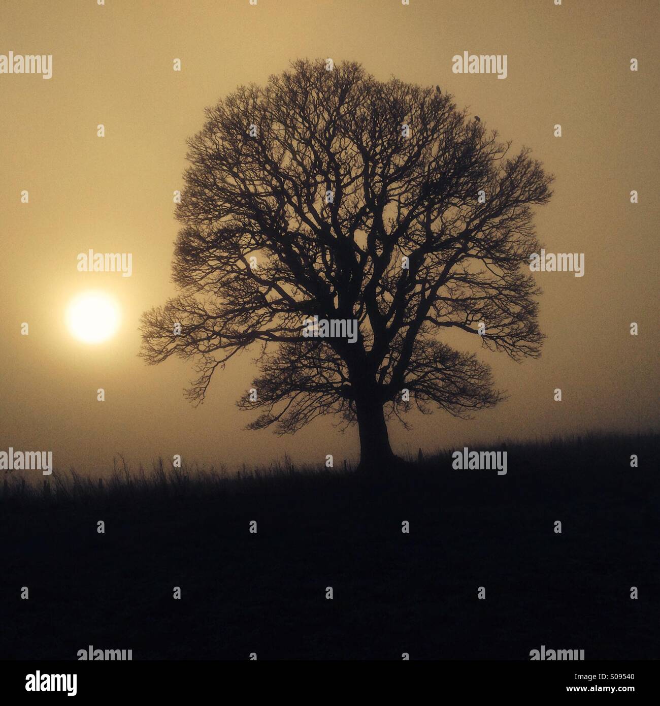 Sun shining through fog hi-res stock photography and images - Alamy