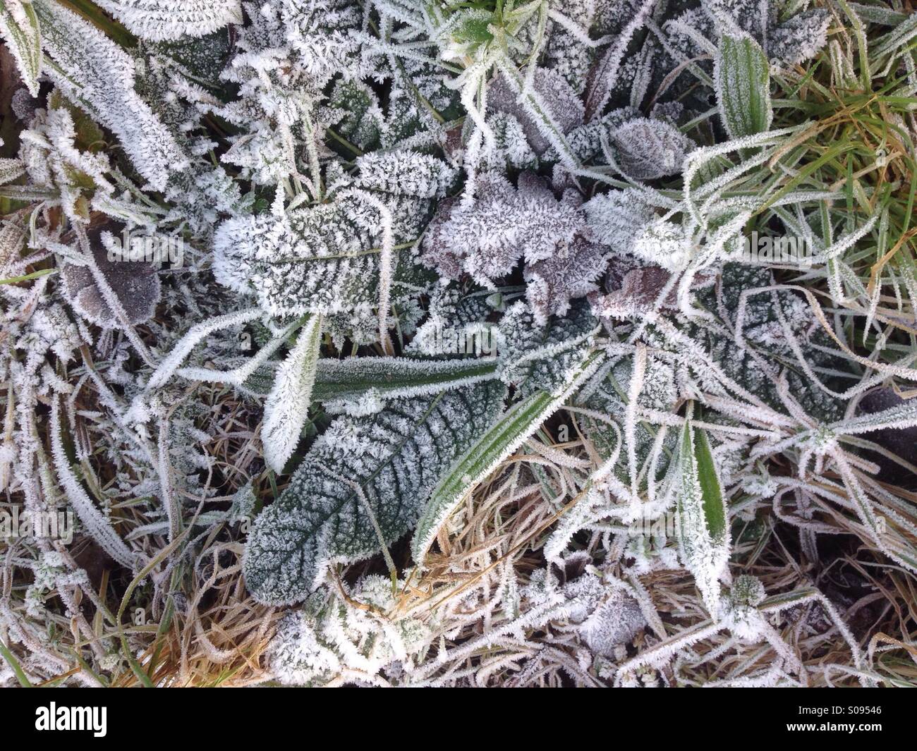 Frosted plants hi-res stock photography and images - Alamy
