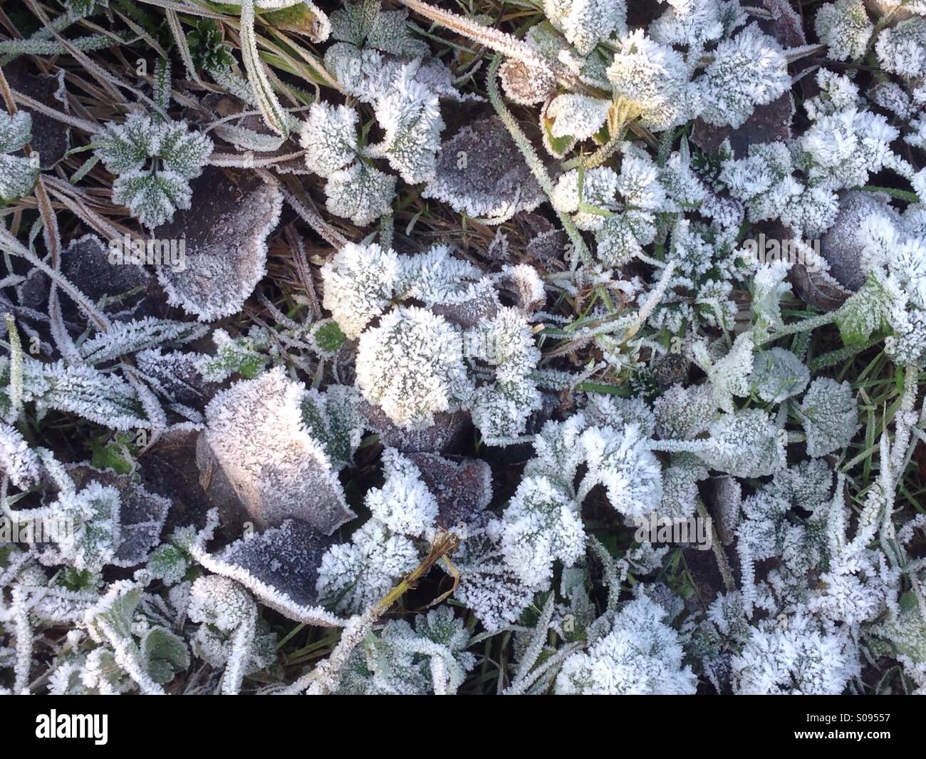 Frost plants hi-res stock photography and images - Alamy