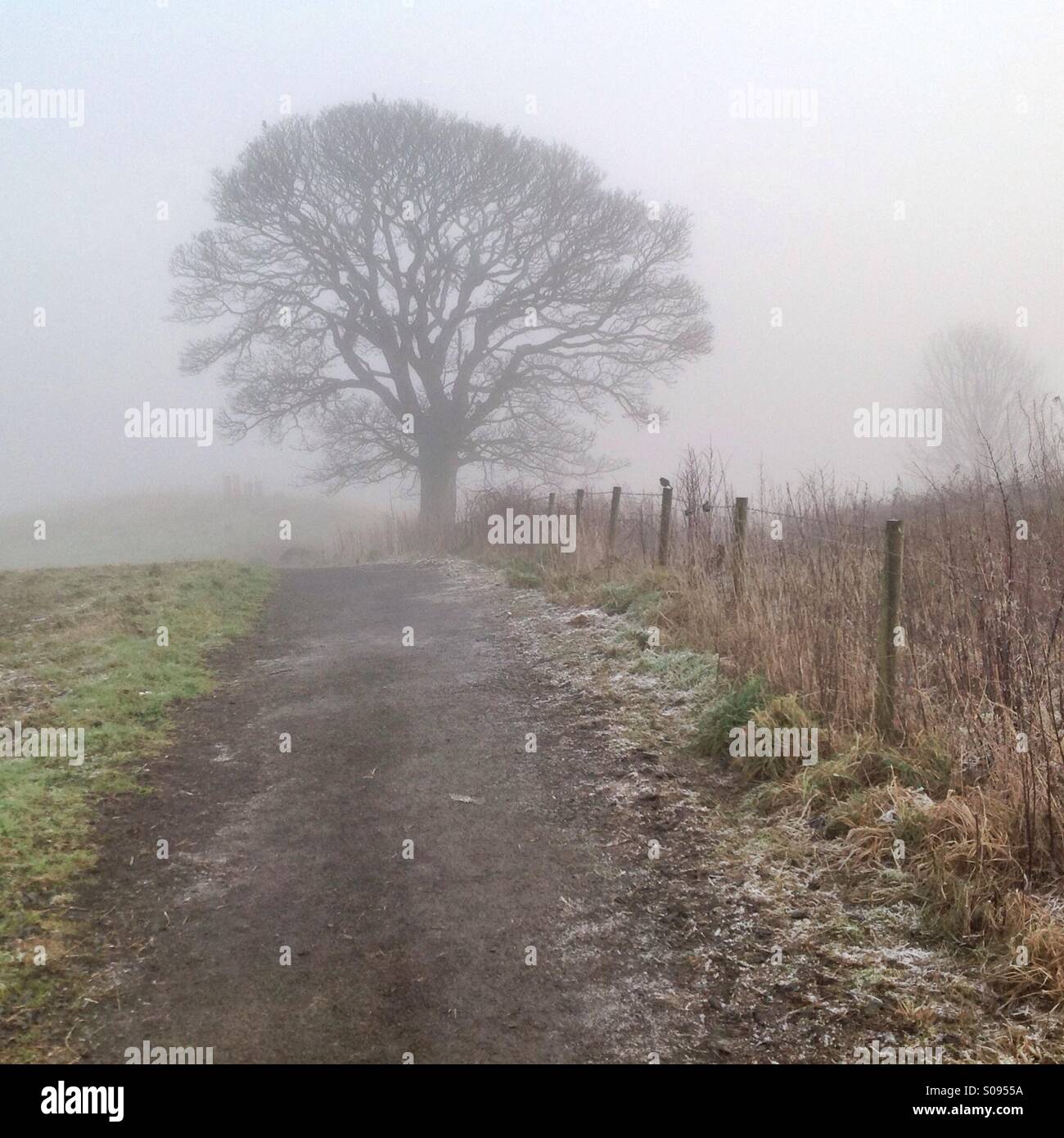 Tree in fog Stock Photo - Alamy