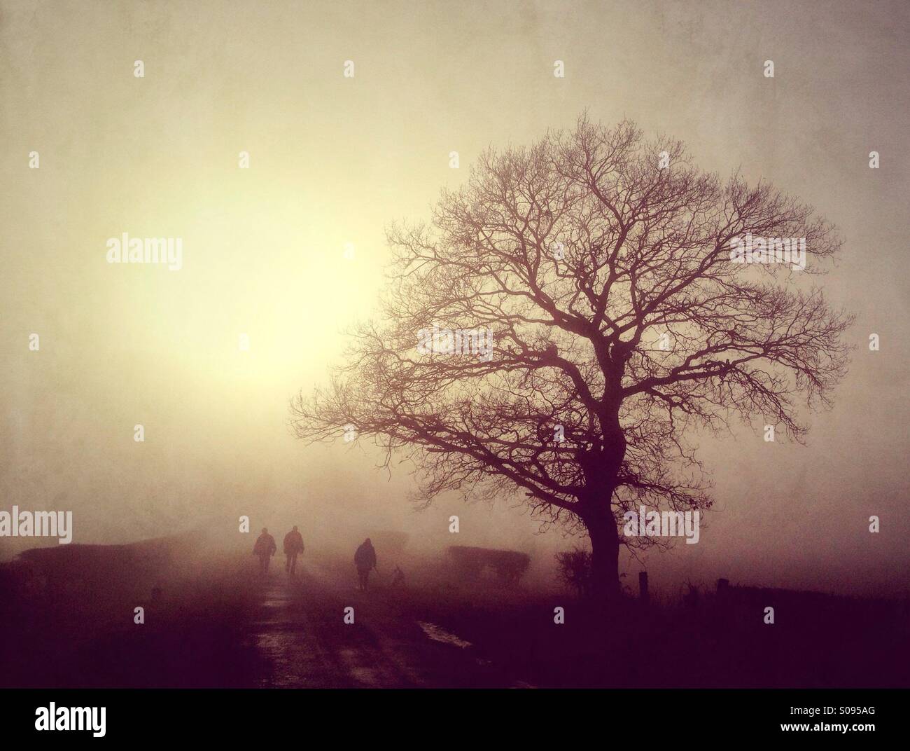 Figures walking under tree in heavy mist Stock Photo - Alamy