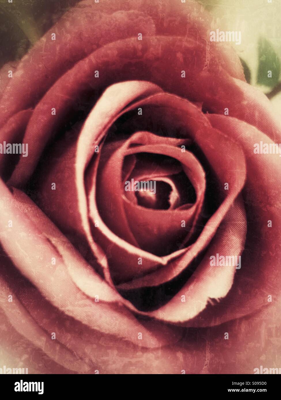 Pink Pedals High Resolution Stock Photography and Images - Alamy