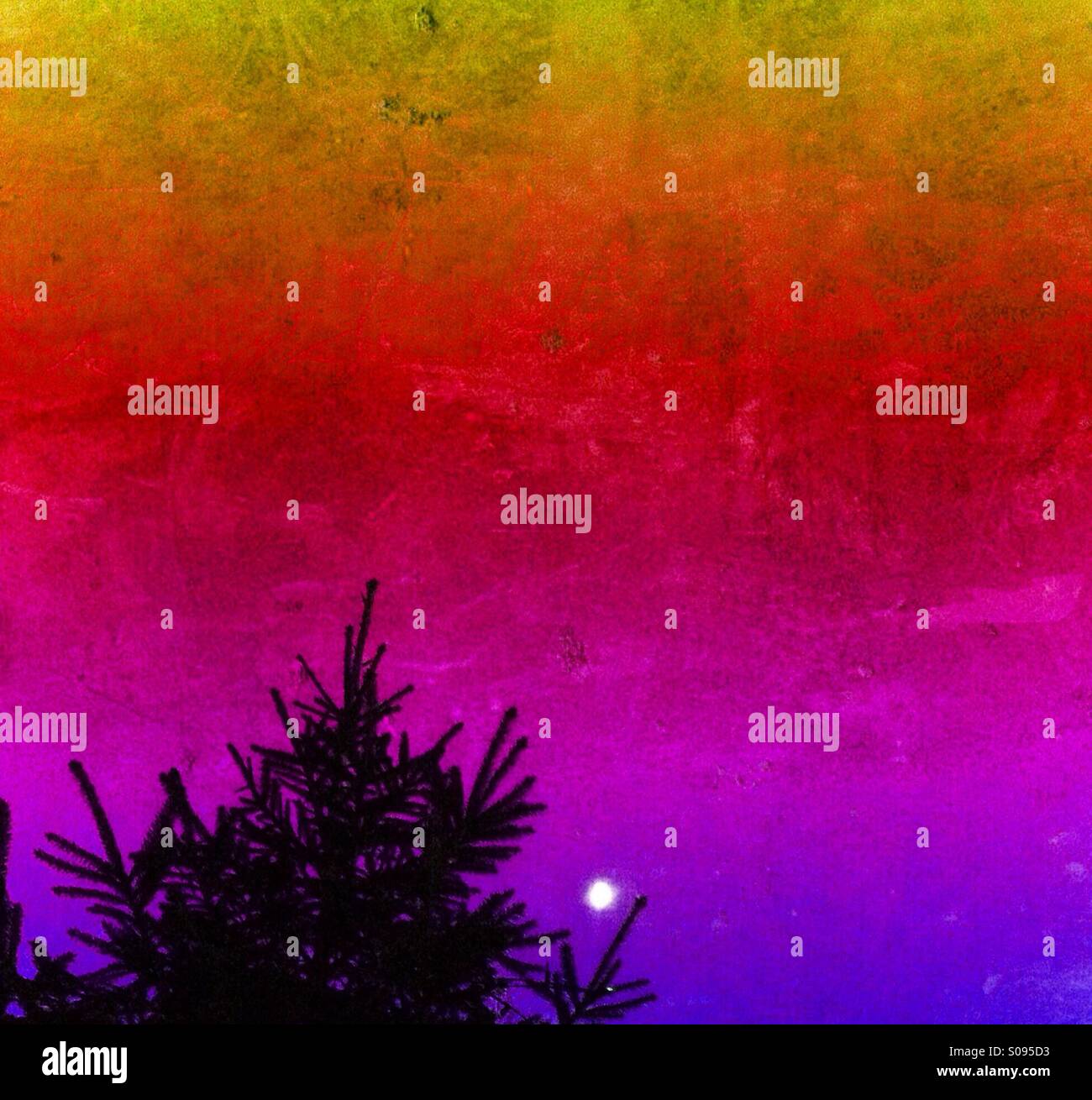 Coloured sky behind Christmas tree Stock Photo - Alamy