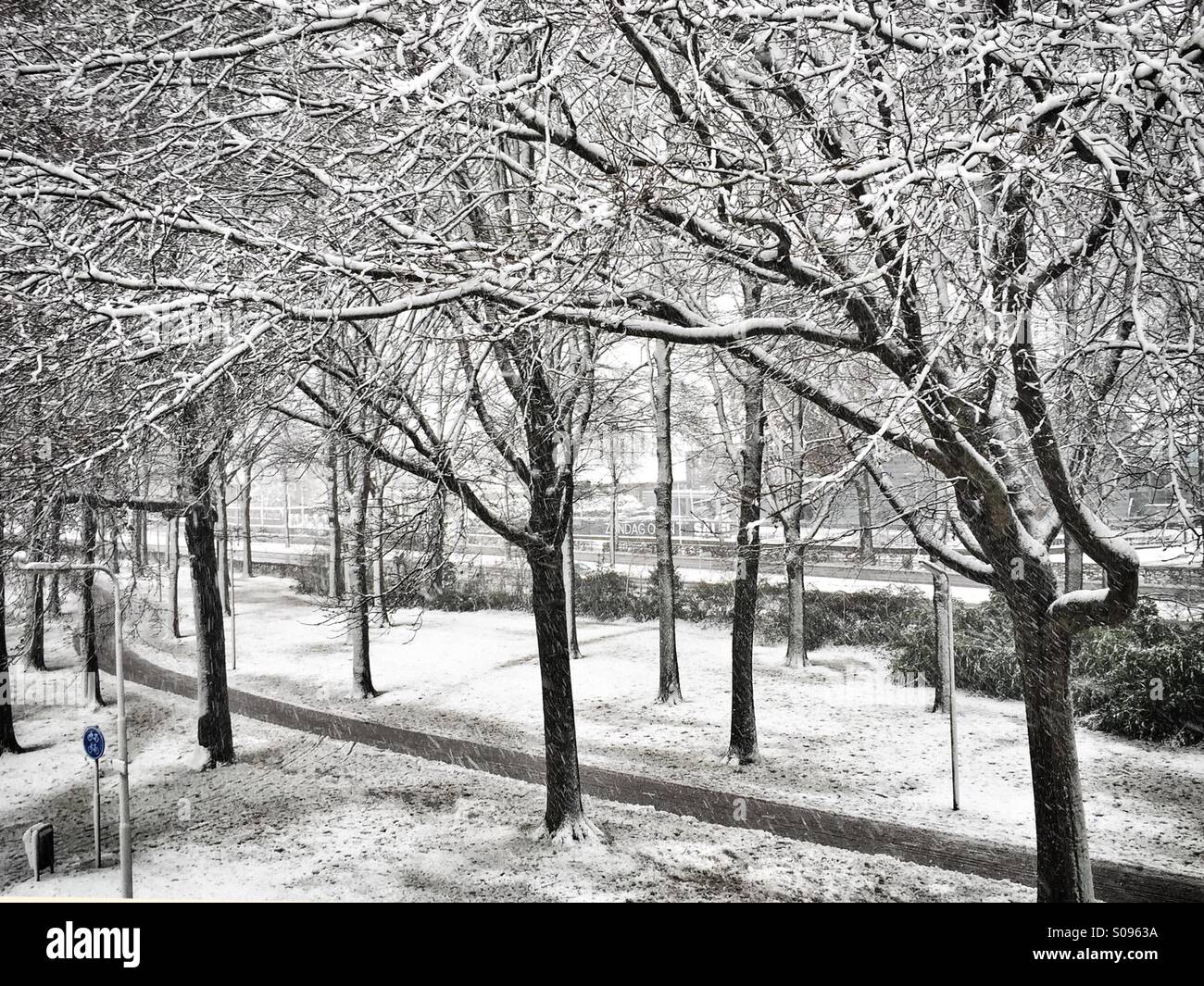 Snowy trees in an urban environment Stock Photo - Alamy