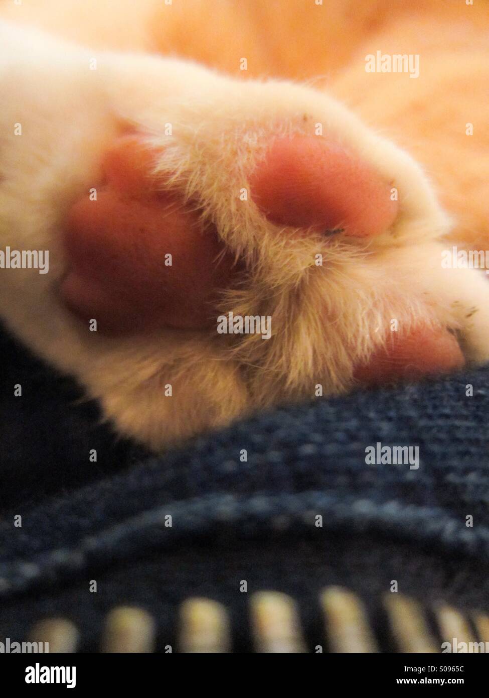 Cat paw hi-res stock photography and images - Alamy