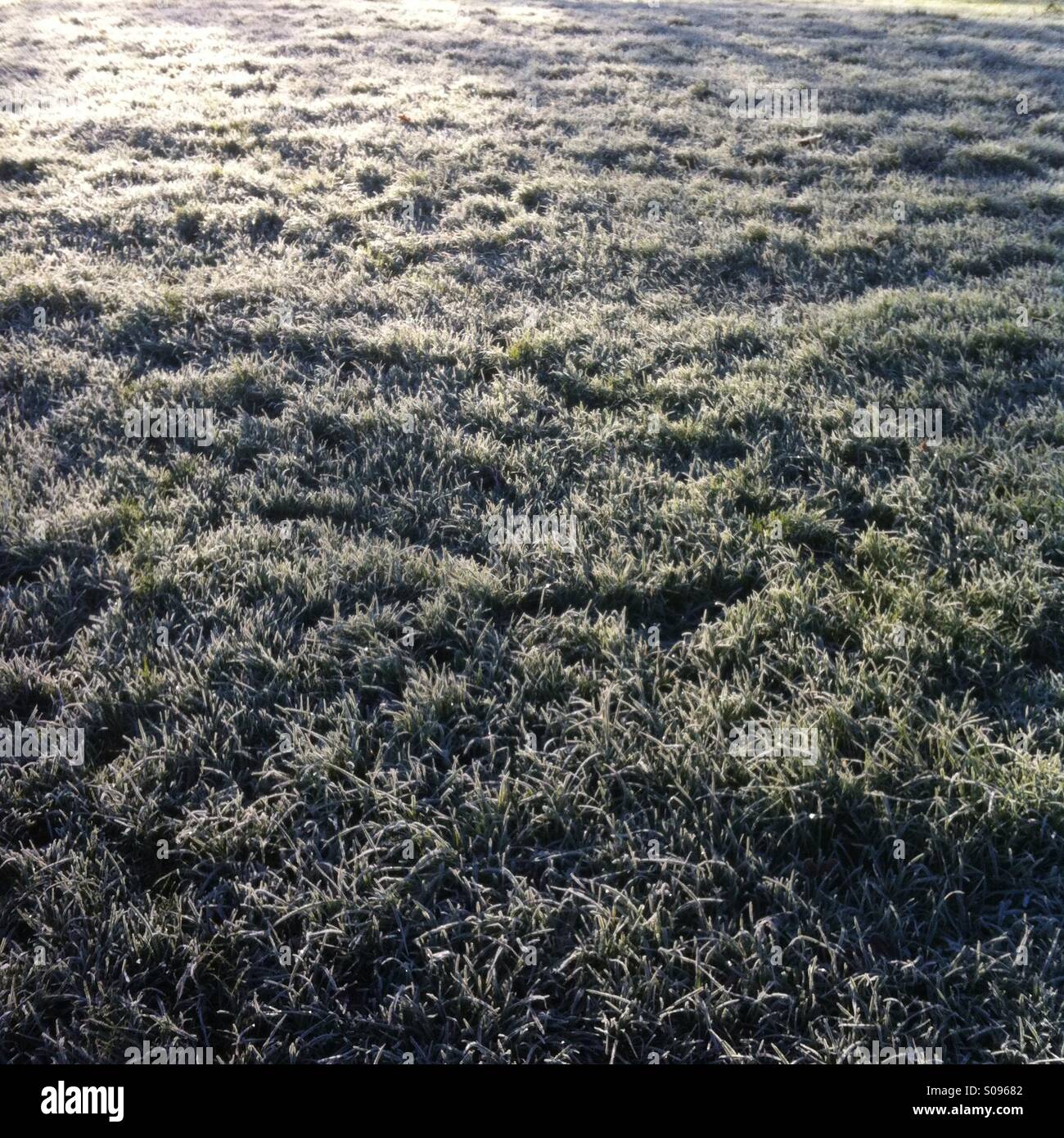 Frozen winter grass Stock Photo - Alamy