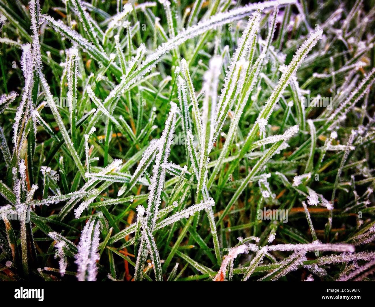 Frost covered grass hi-res stock photography and images - Alamy