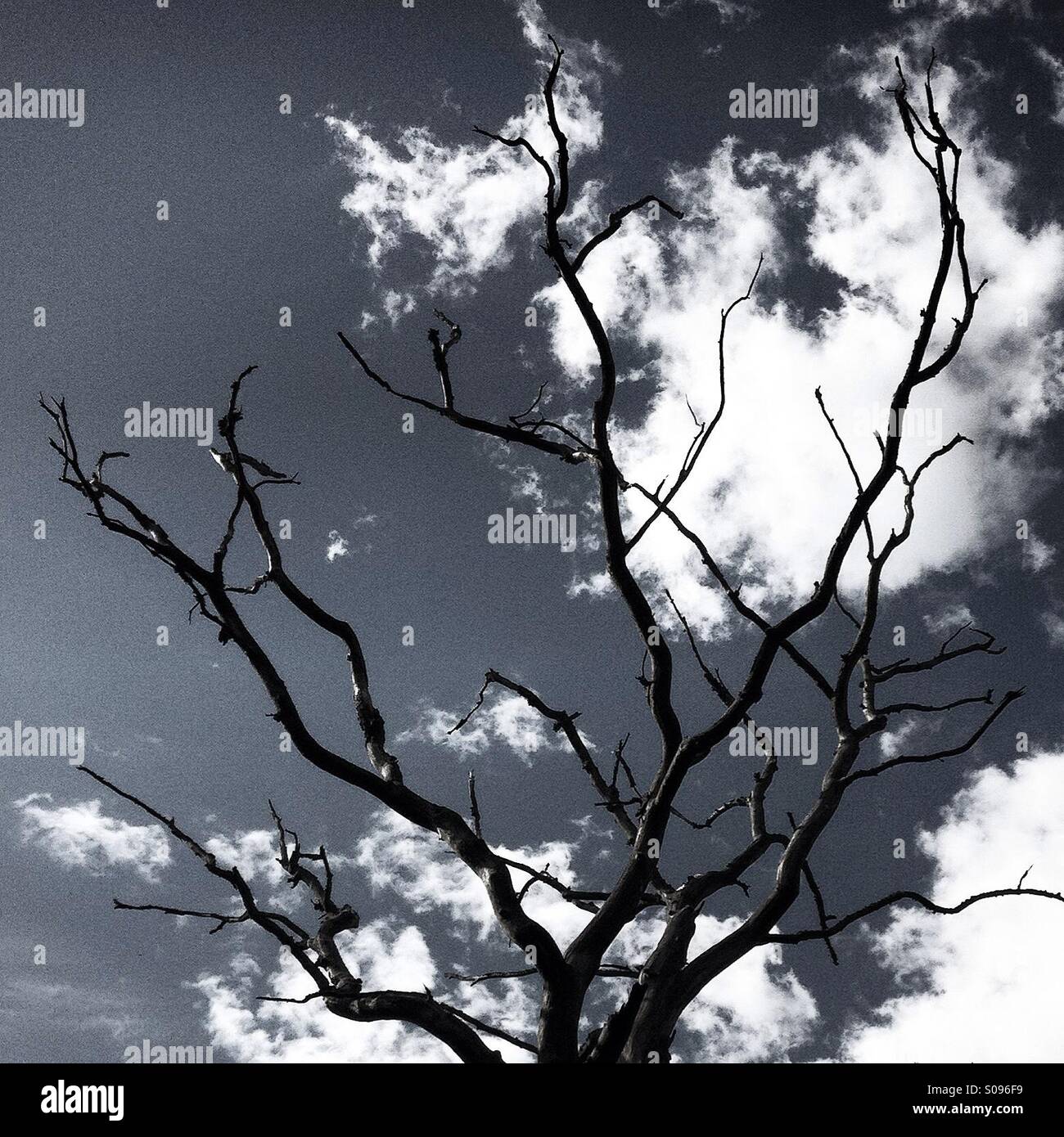 Empty tree branches hi-res stock photography and images - Alamy