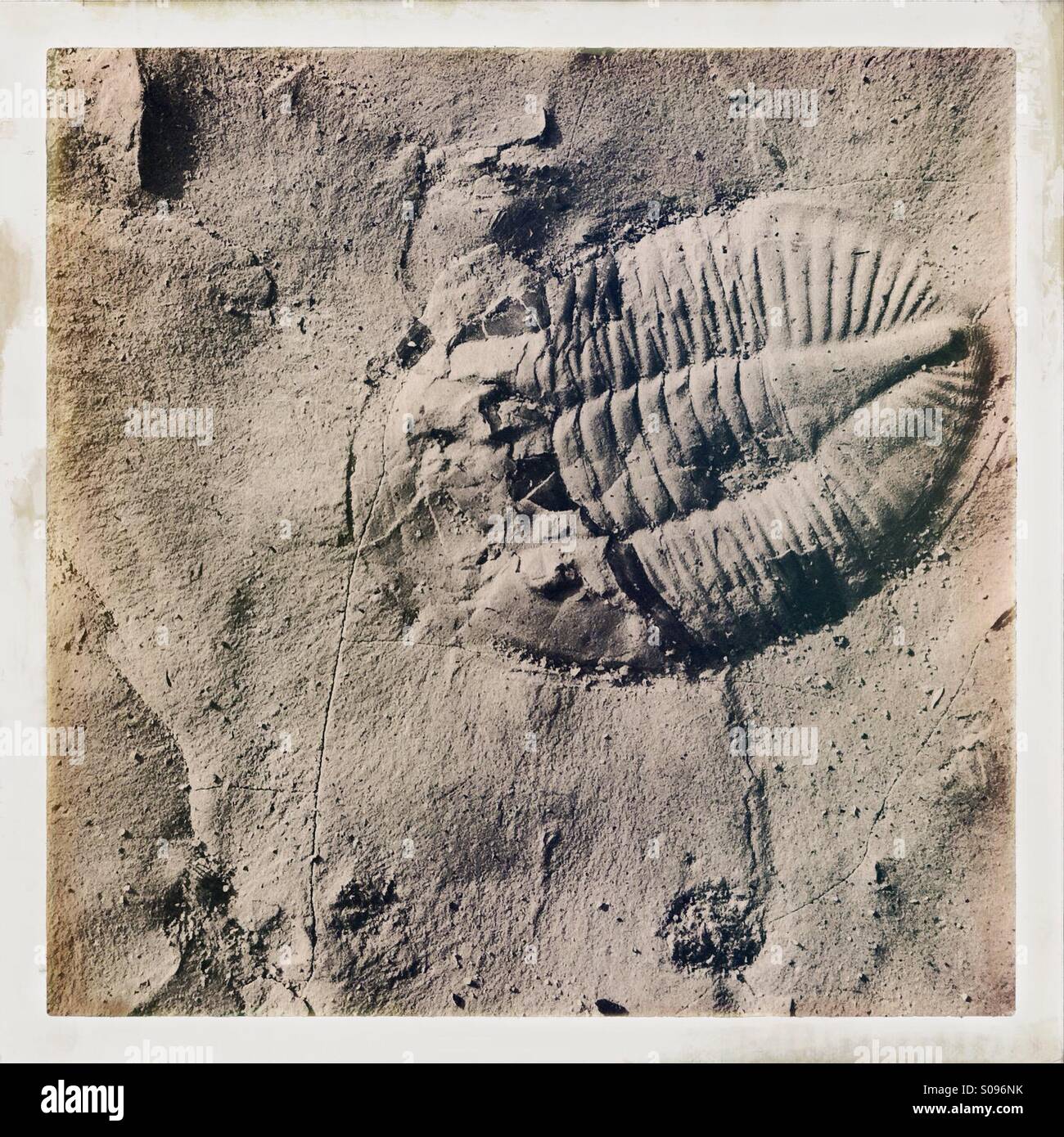 Ordovician trilobite hi-res stock photography and images - Alamy