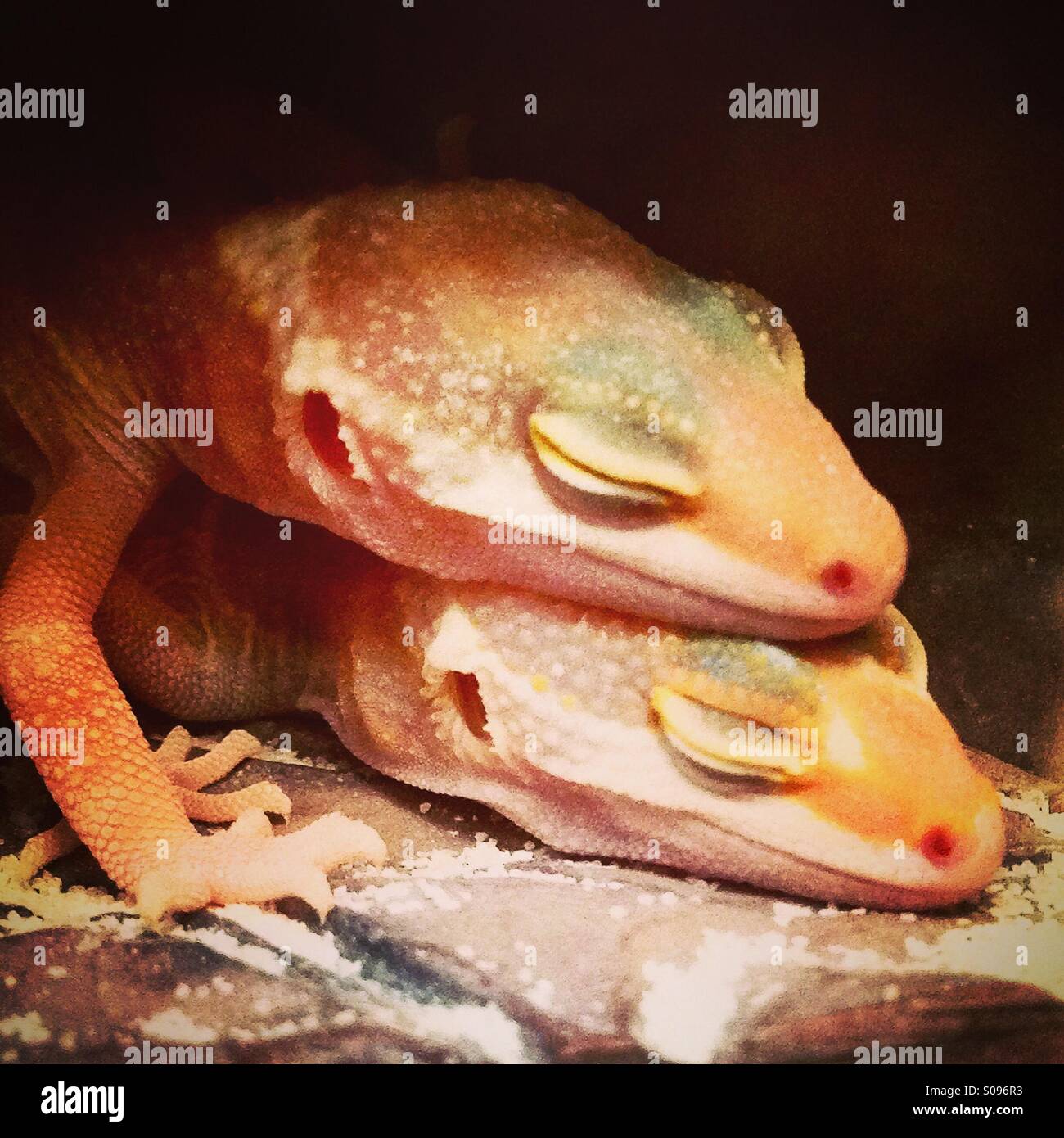 Lizards in love Stock Photo - Alamy