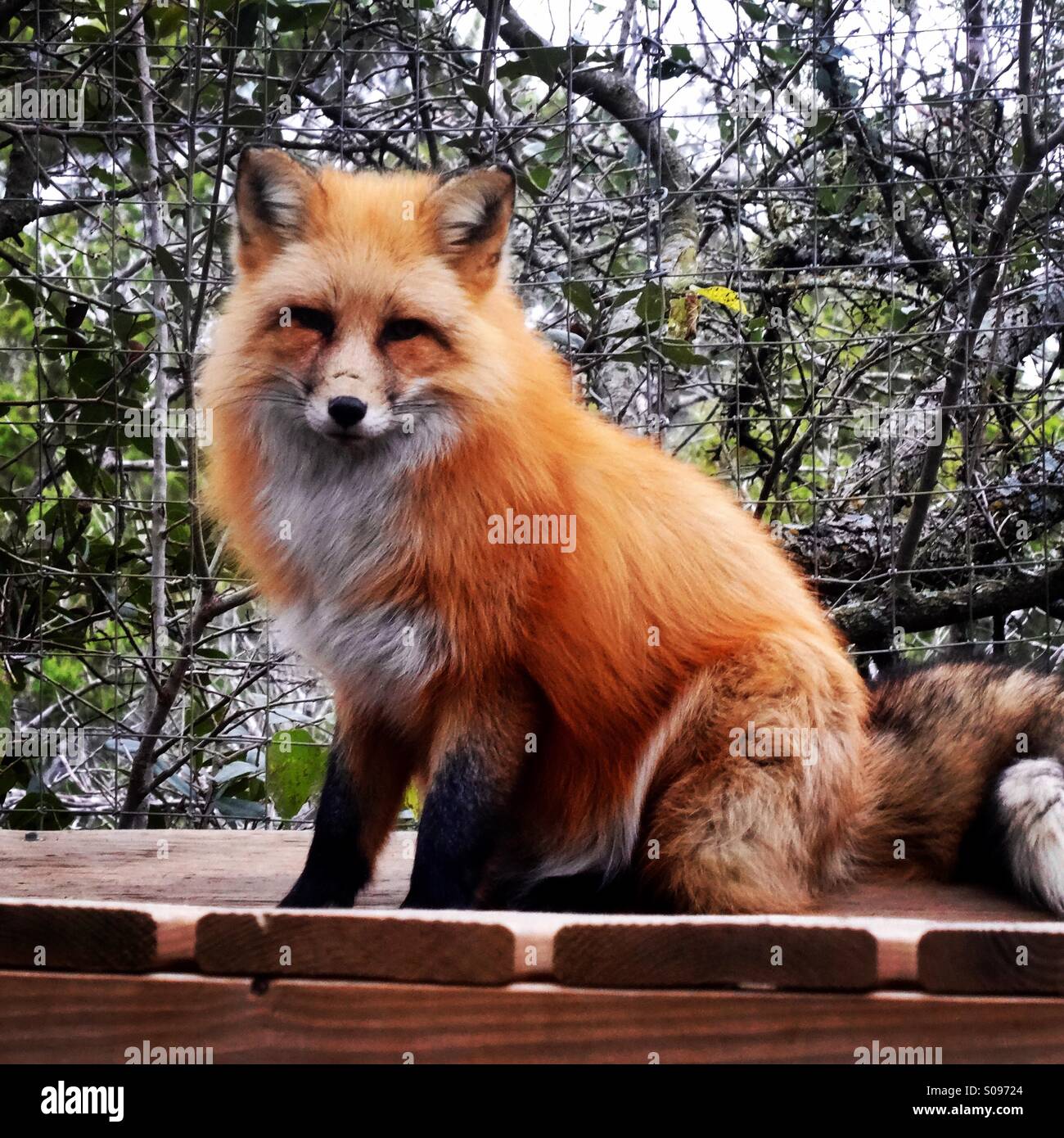 Mozilla firefox hi-res stock photography and images - Alamy