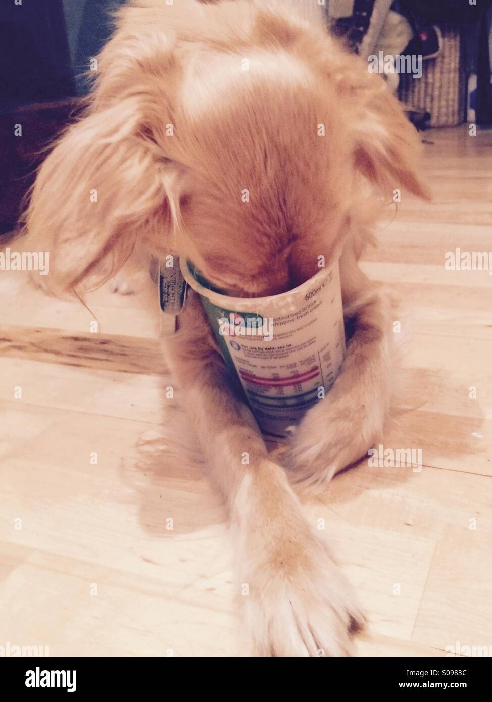 Dog licks whipping cream. Yum Stock Photo - Alamy