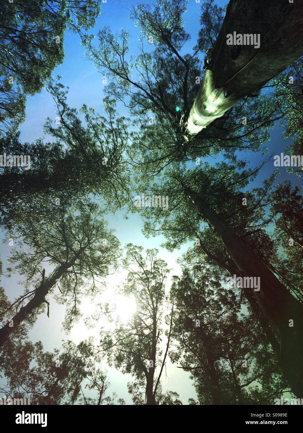 Mountain ash trees hi-res stock photography and images - Alamy