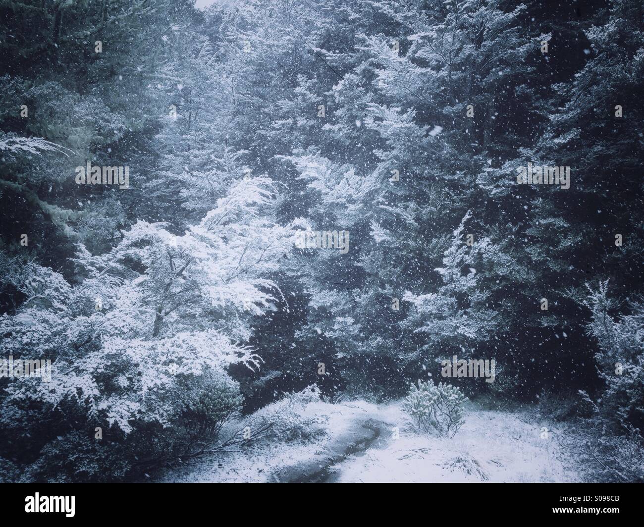 Dark forest clearing hi-res stock photography and images - Alamy