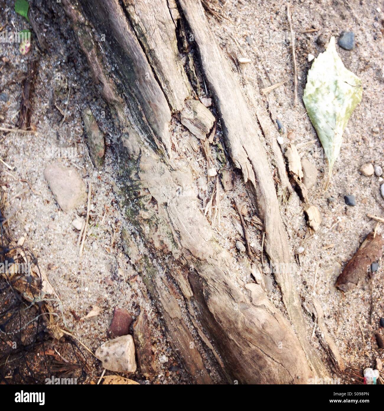 Weathered Tree High Resolution Stock Photography and Images - Alamy