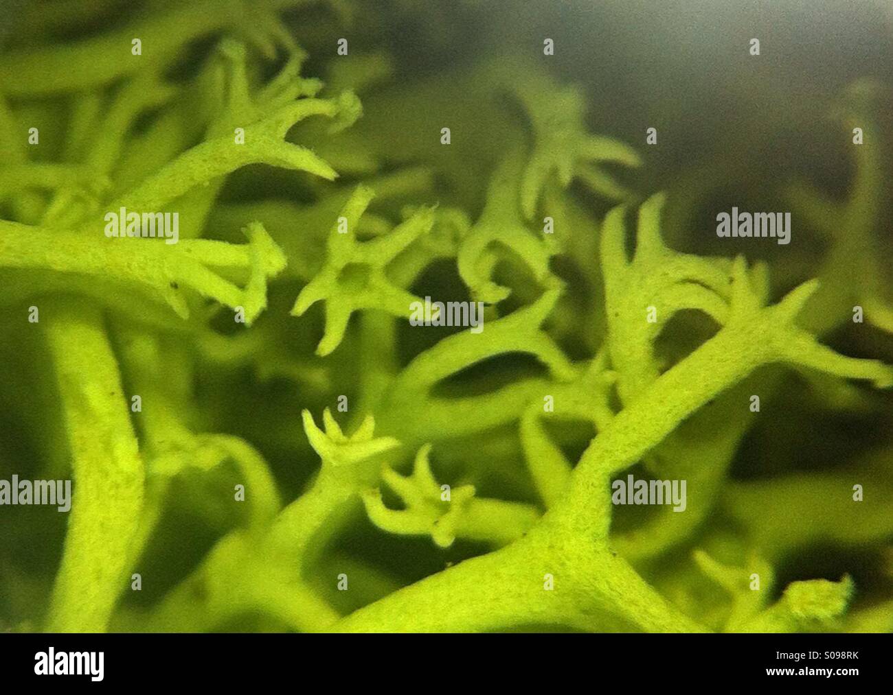 Moss plant microscope hi-res stock photography and images - Alamy