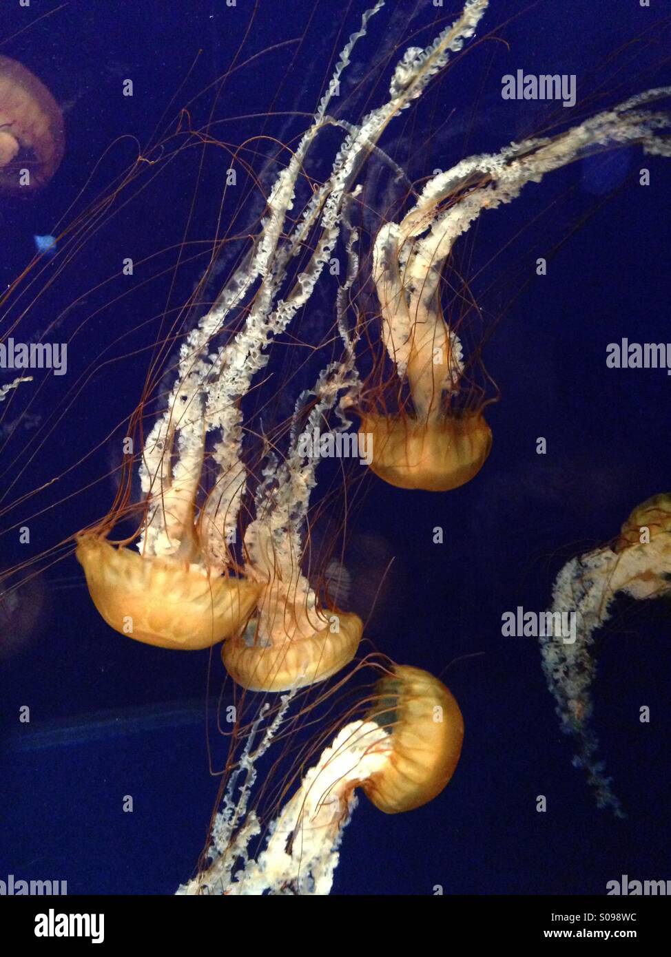 Jelly creatures hi-res stock photography and images - Alamy