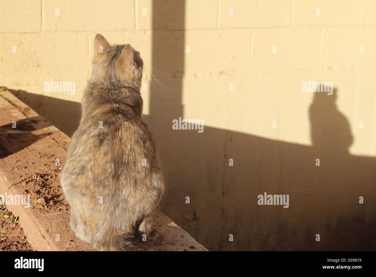 Shadow cat hi-res stock photography and images - Alamy