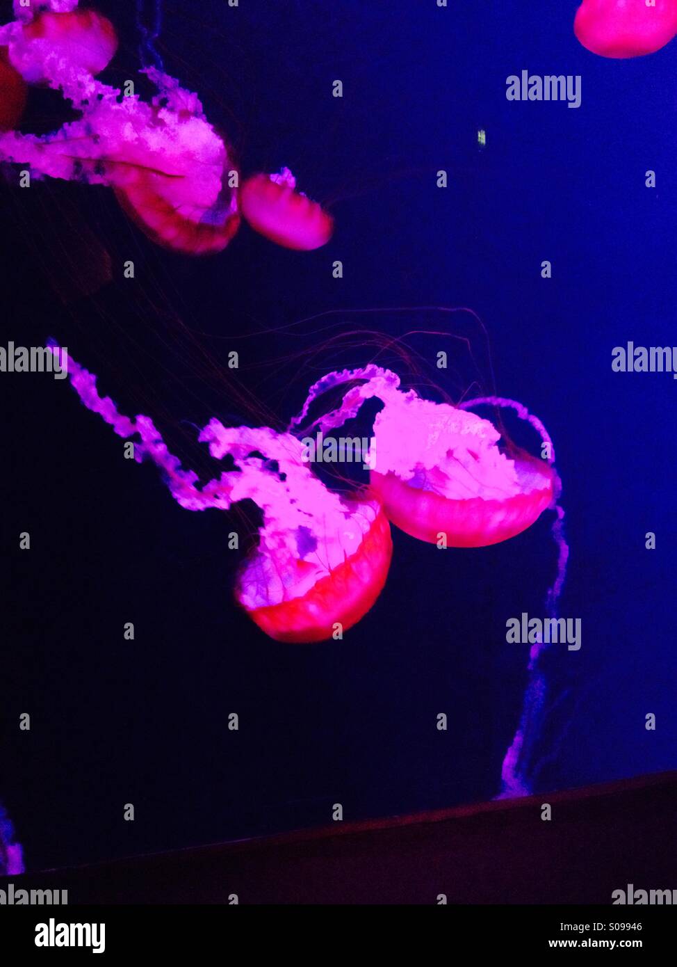 Maneter hi-res stock photography and images - Alamy