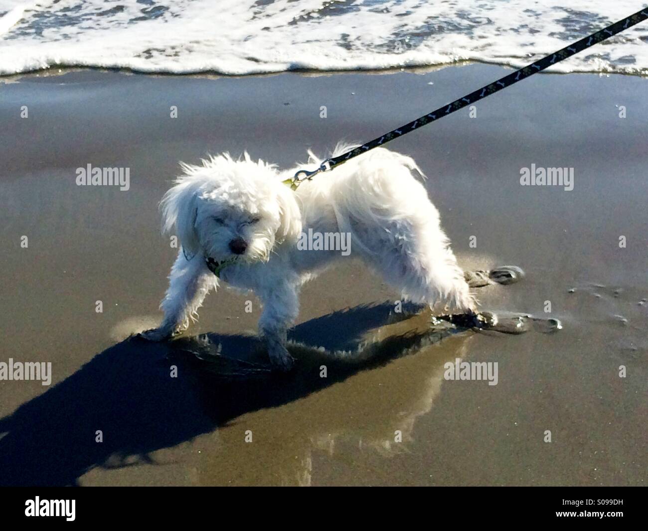 Dog first time at beach hi-res stock photography and images - Alamy