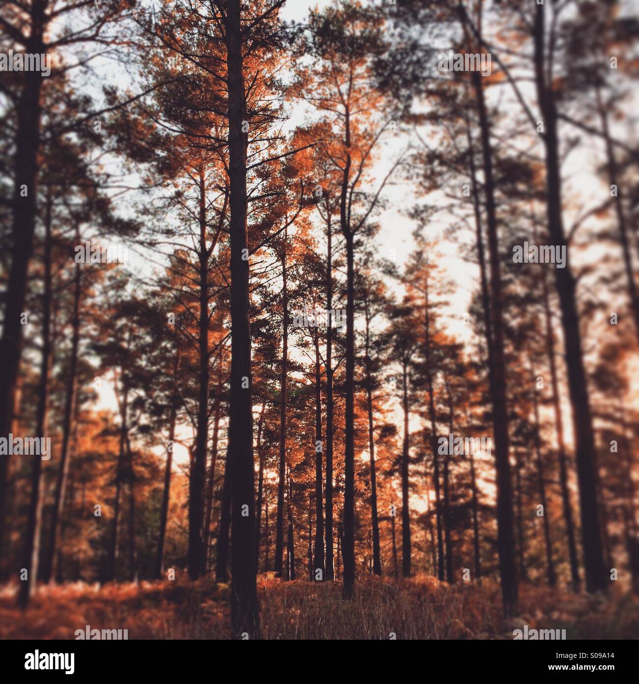 Tall trees in the autumn Stock Photo - Alamy