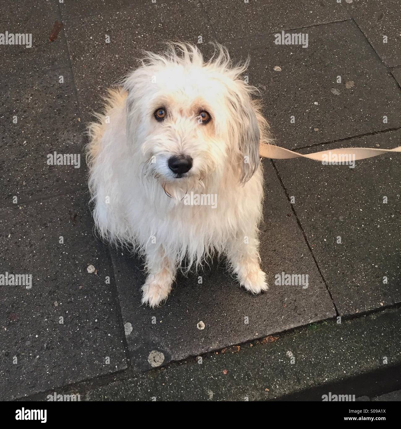 Waitingdog hi-res stock photography and images - Alamy