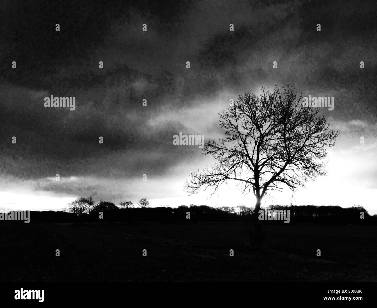 Bleak landscape with tree hi-res stock photography and images - Alamy