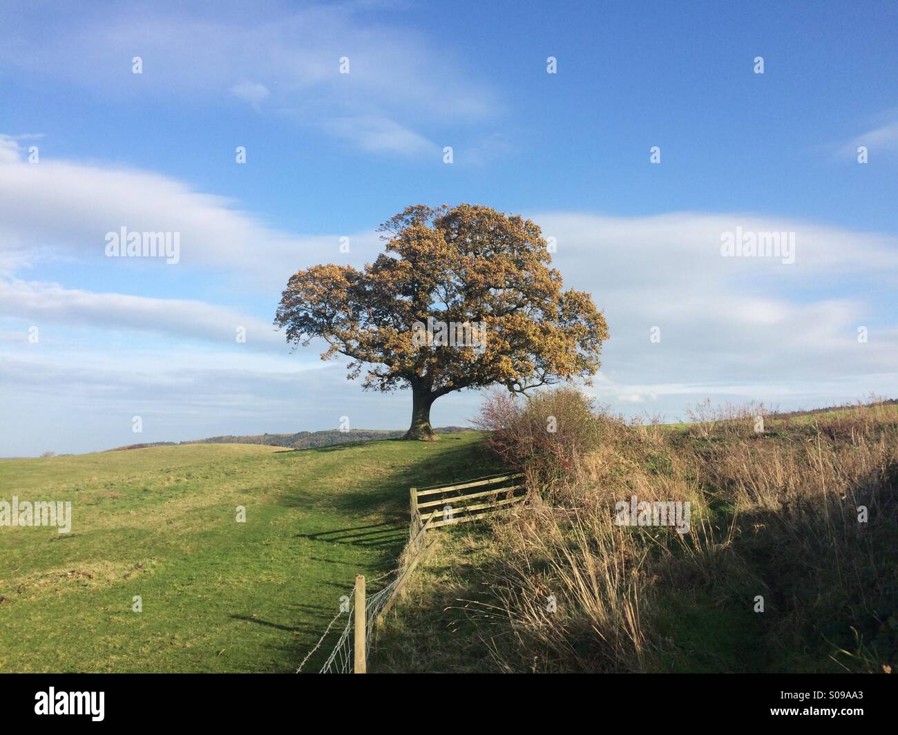 Lonely tree in early autumn Stock Photo - Alamy