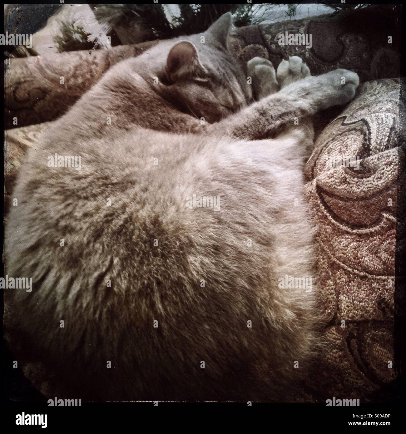 Curled up kitty hi-res stock photography and images - Alamy