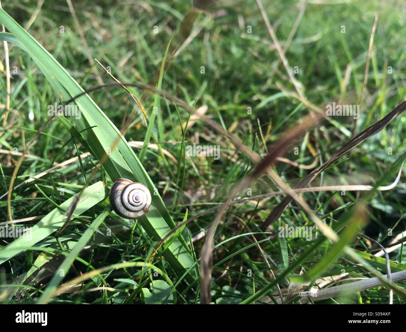 Snail in field Stock Photo - Alamy