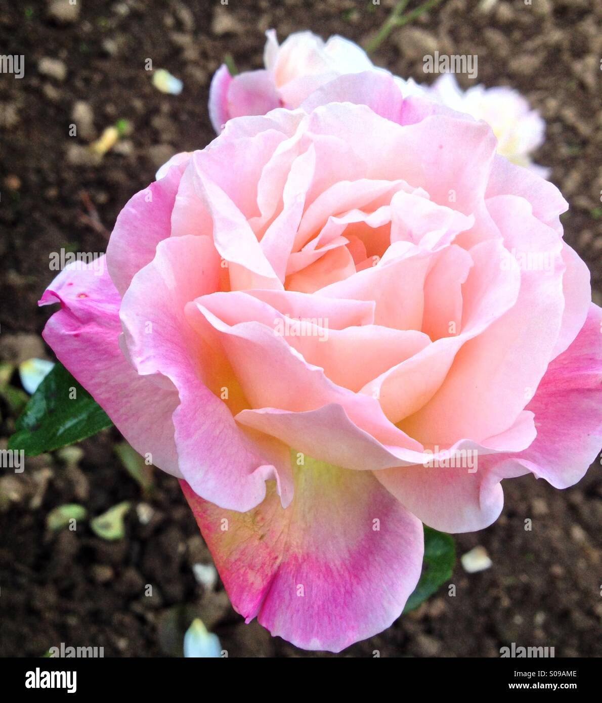 Pink tinged hi-res stock photography and images - Alamy