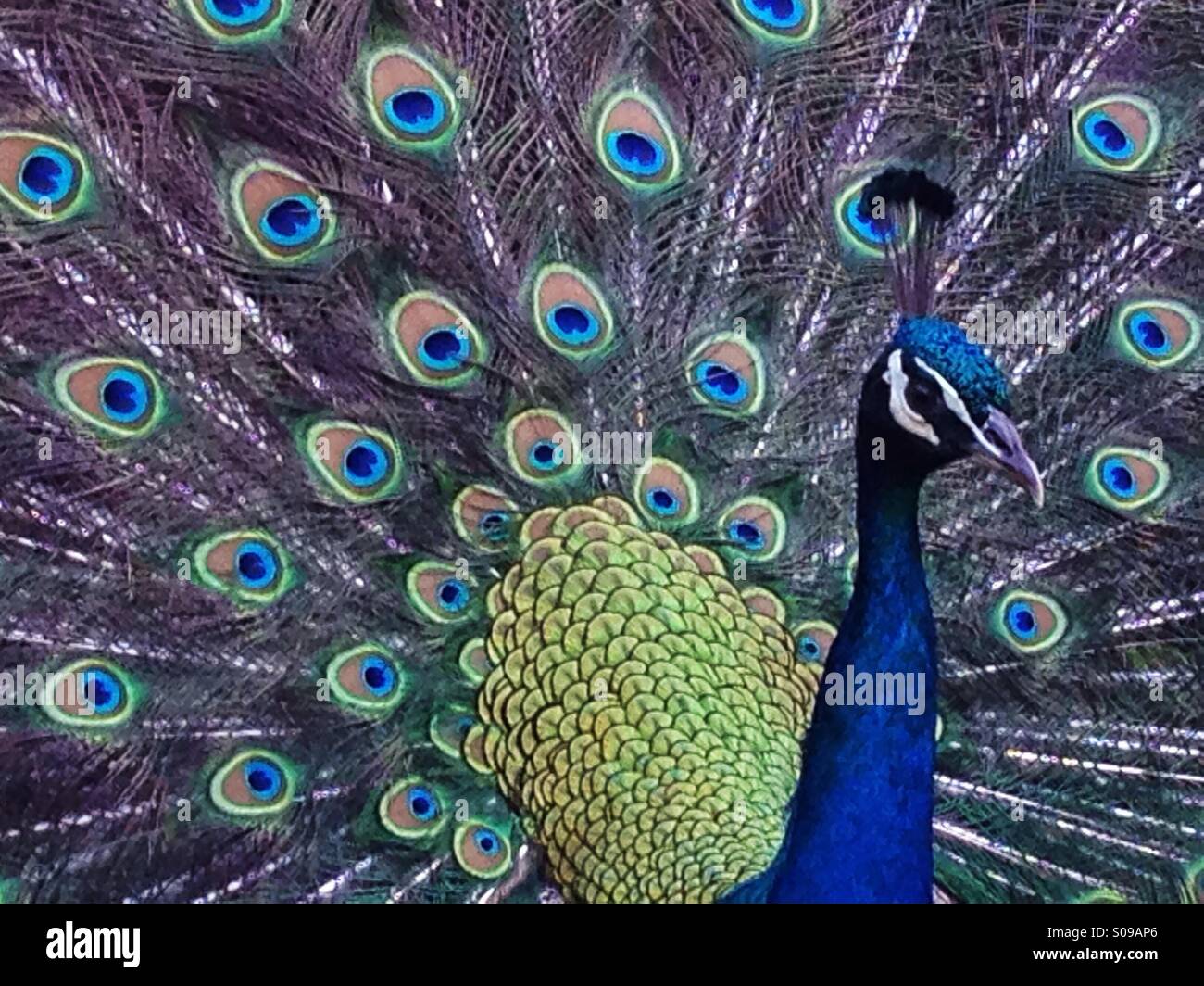 Proud as a peacock hi-res stock photography and images - Alamy