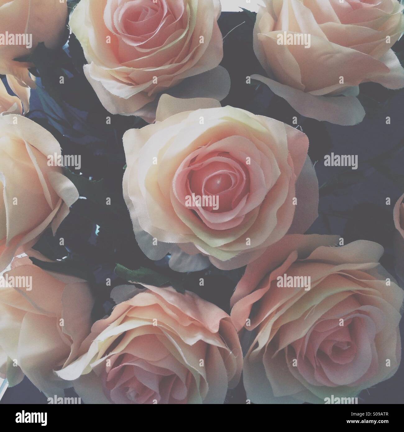 Full frame roses hi-res stock photography and images - Alamy