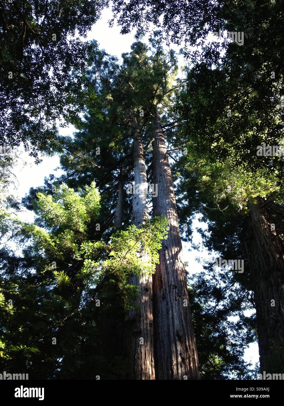 Tall giants hi-res stock photography and images - Alamy