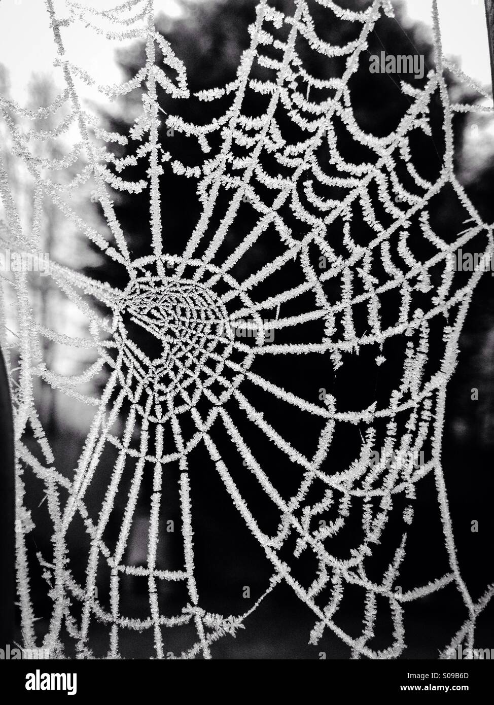 Frosted Spider Web High Resolution Stock Photography and Images - Alamy