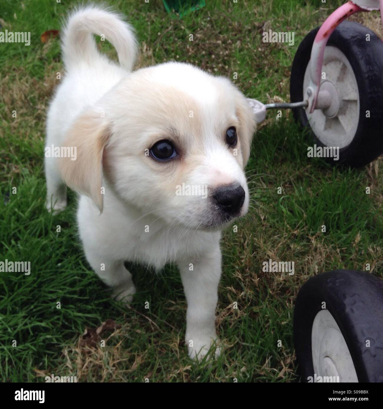 Puppy playing in yard Stock Photo - Alamy