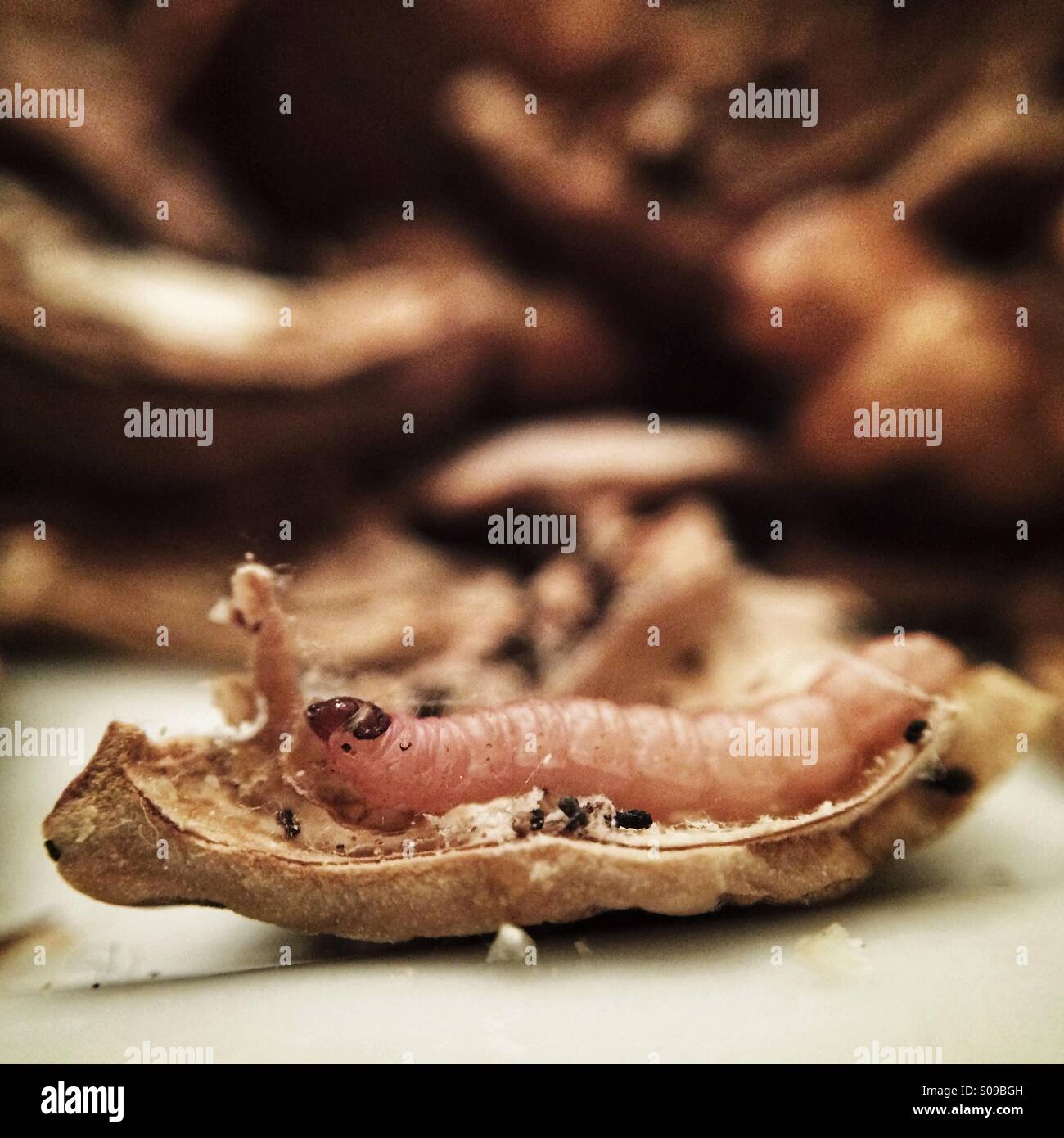 Rotten walnut hi-res stock photography and images - Alamy